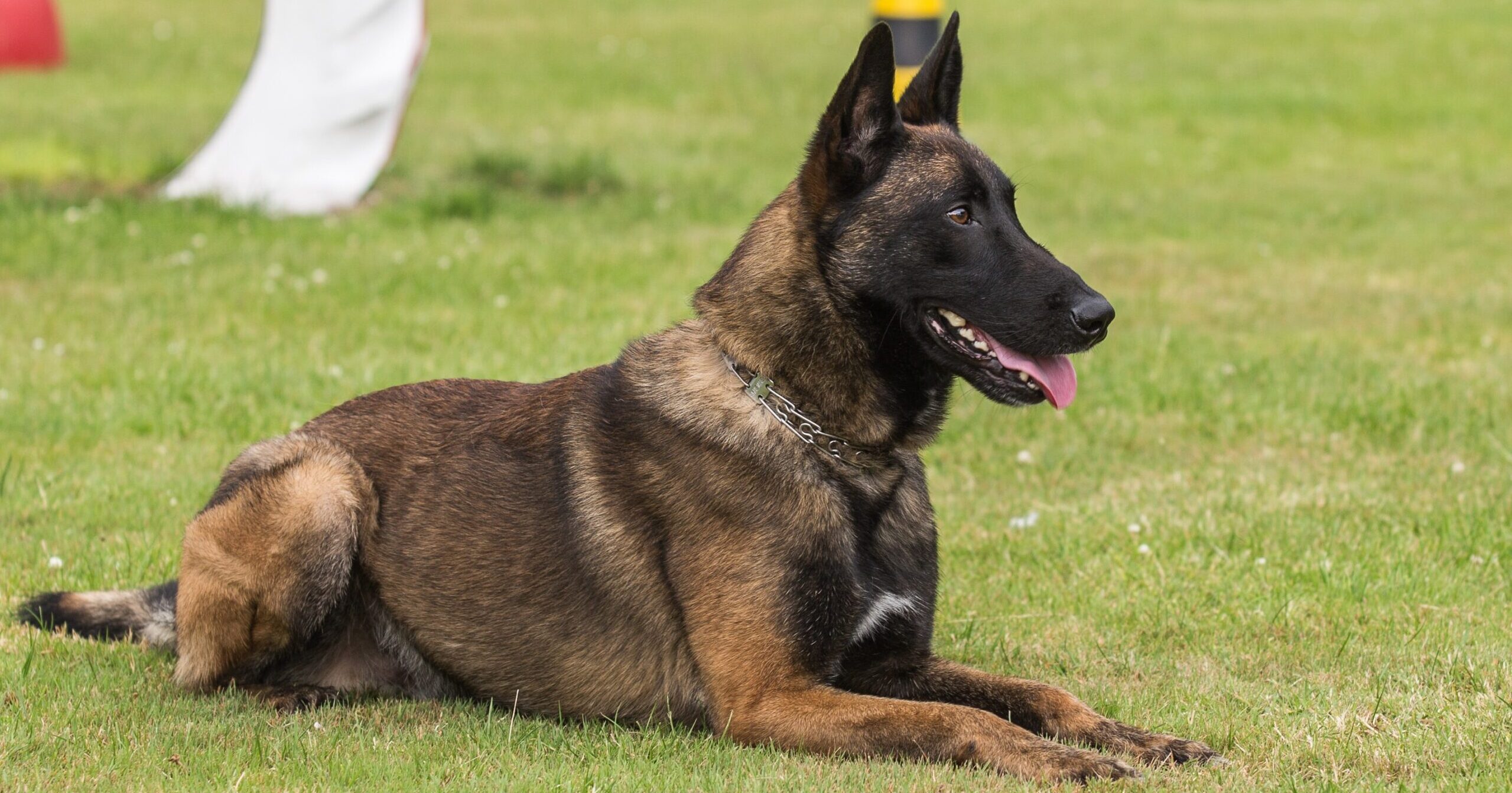 Dog Trainer Overview: Davin Griffith - EZ PUPS